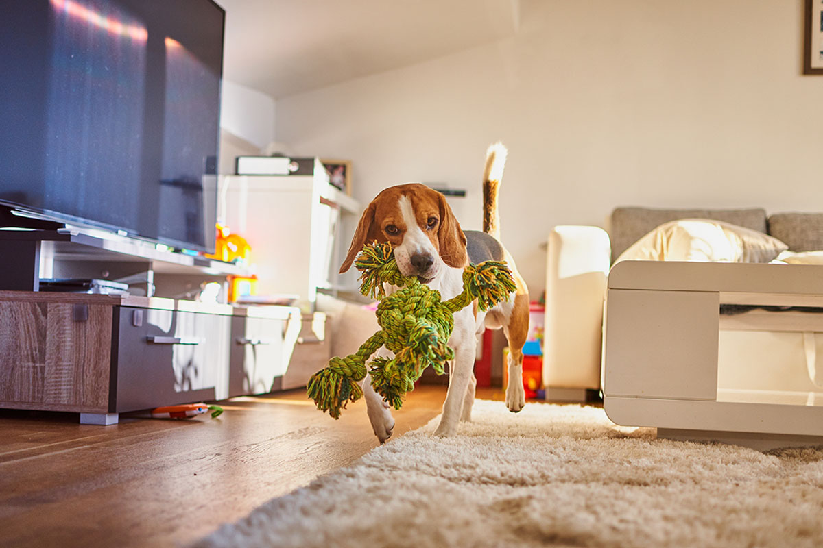Inside Games With Your Pets - Dock Line Magazine