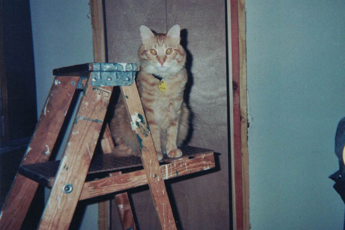 A Cat's Tail - Dock Line Magazine