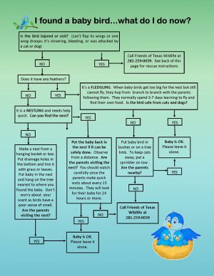 Songbird & Raptor Nesting; Does that Baby Bird Need Help? - Dock Line ...