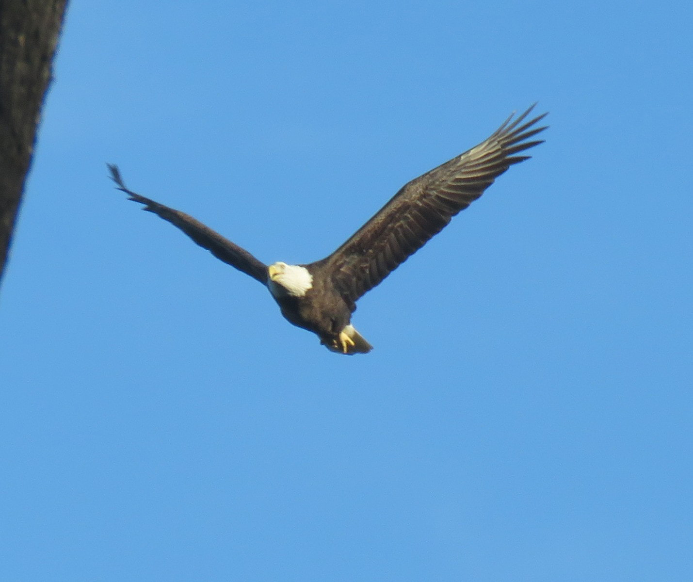 Celebrating Our American Bald Eagle - Dock Line Magazine
