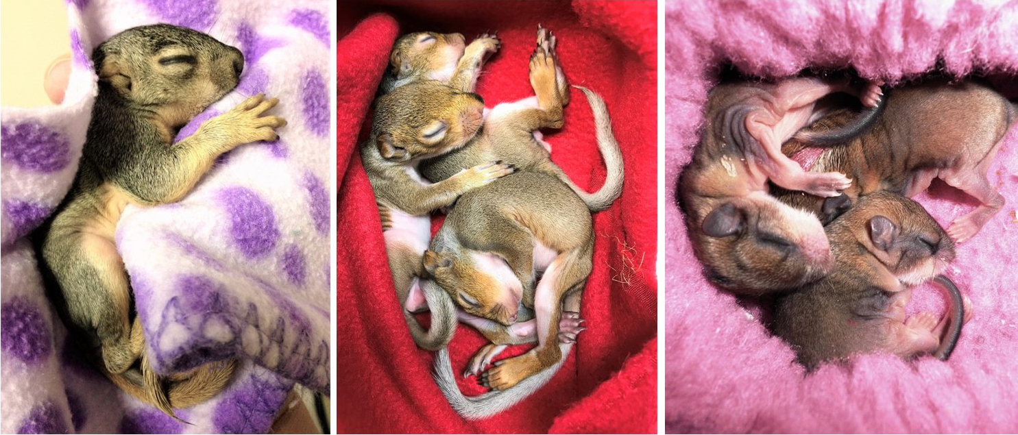 Time for Fall Babies: Squirrels, Round Two - Dock Line Magazine