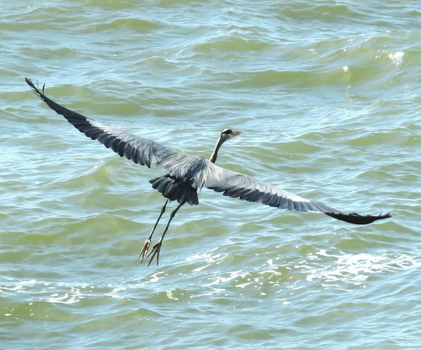 Great Blue Heron – The Really Big Bird! - Dock Line Magazine