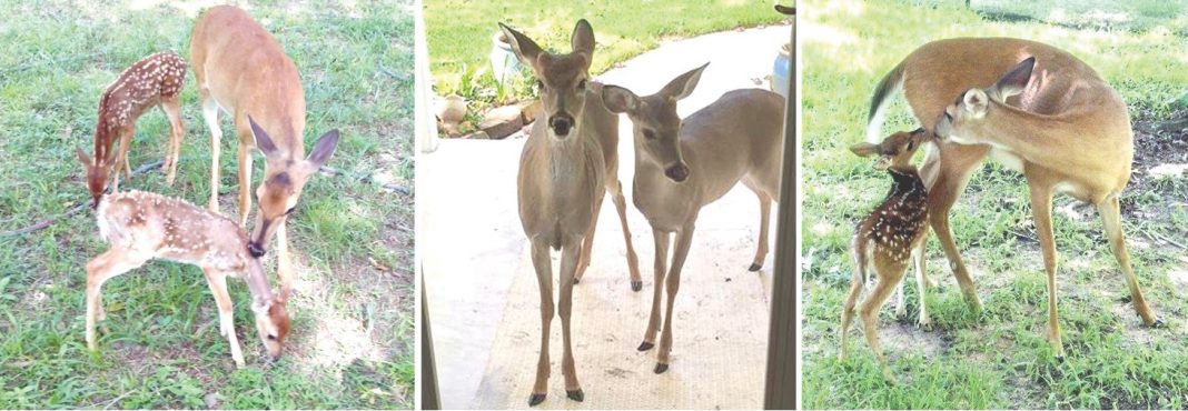 Oh Deer! New TPWD Regulations - Dock Line Magazine