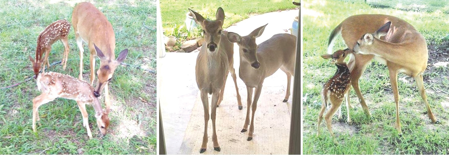 Oh Deer! New TPWD Regulations - Dock Line Magazine