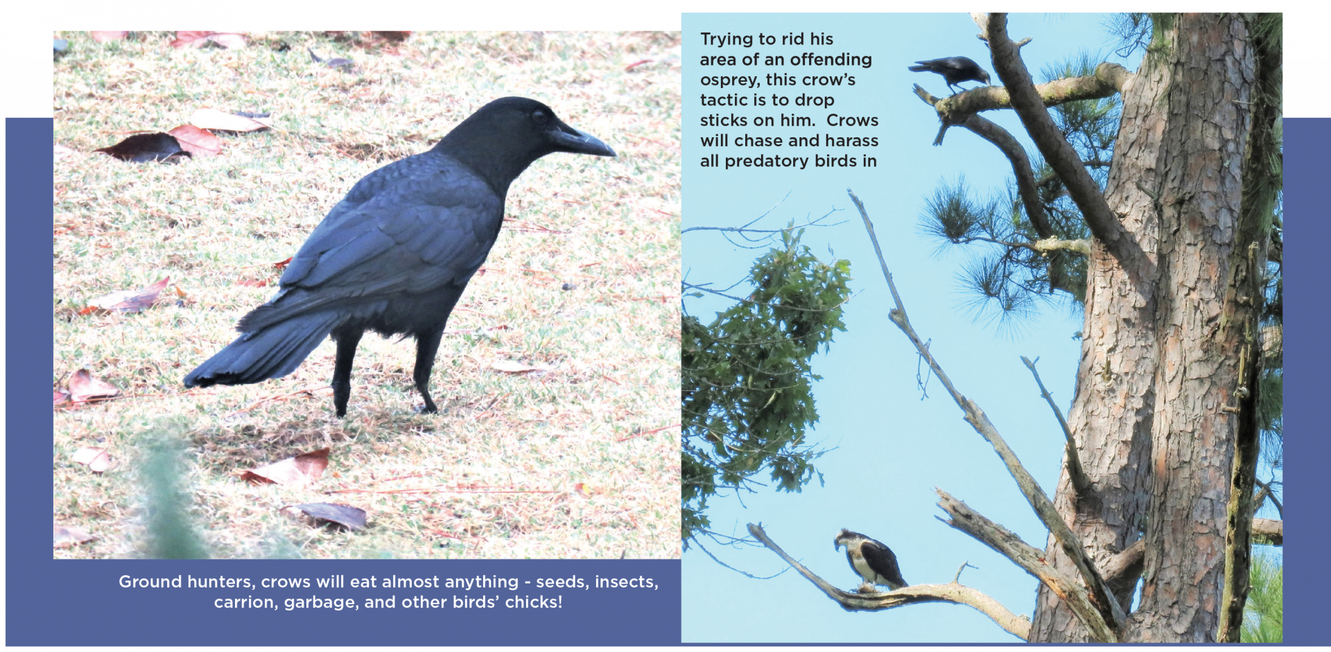Crows- The Guardians of the Galaxy - Dock Line Magazine