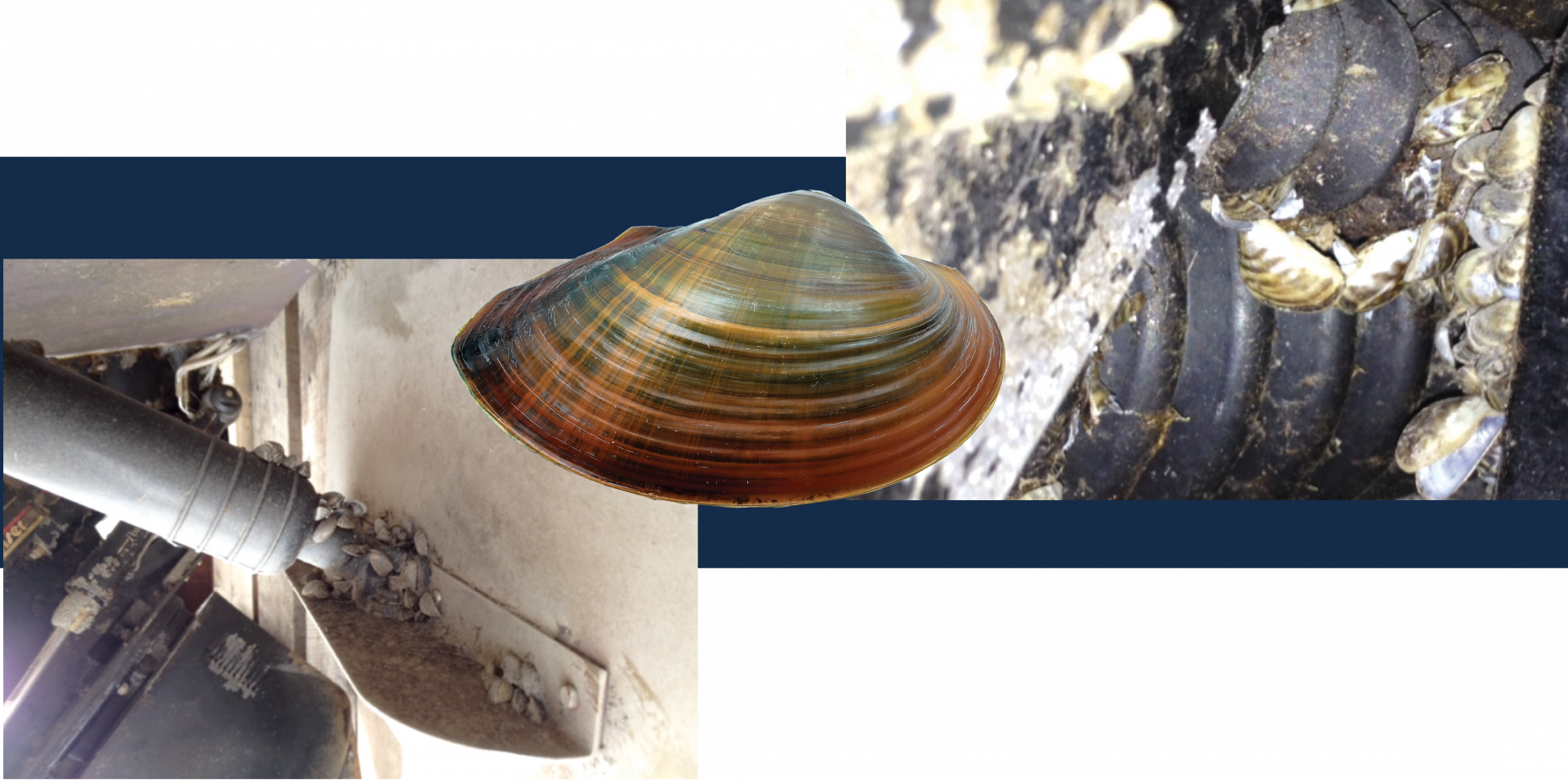 SJRA- Zebra Mussel Inspection Program - Dock Line Magazine