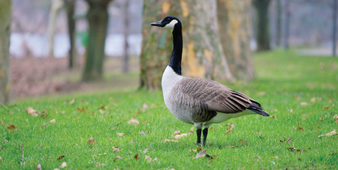 TEAMWORK LESSONS FROM GEESE - Dock Line Magazine
