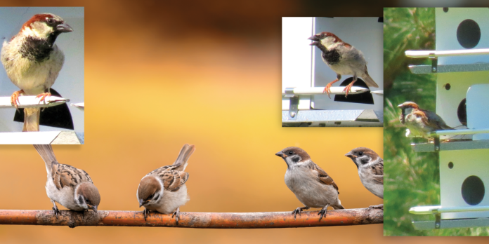 Common House Sparrows. Angry, Angry Birds! - Dock Line Magazine
