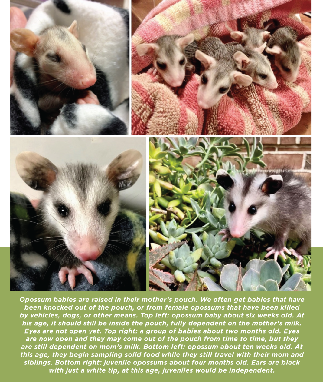 Opossums; The All-American Marsupial - Dock Line Magazine