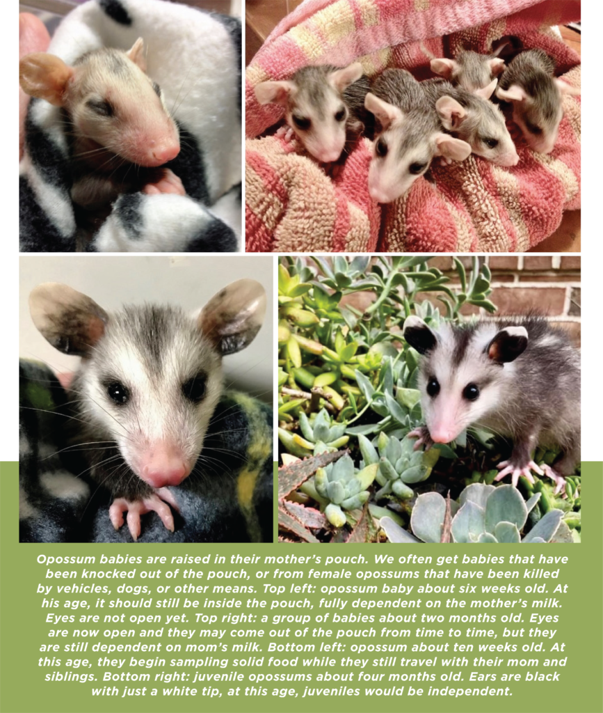 Opossums; The All-American Marsupial - Dock Line Magazine
