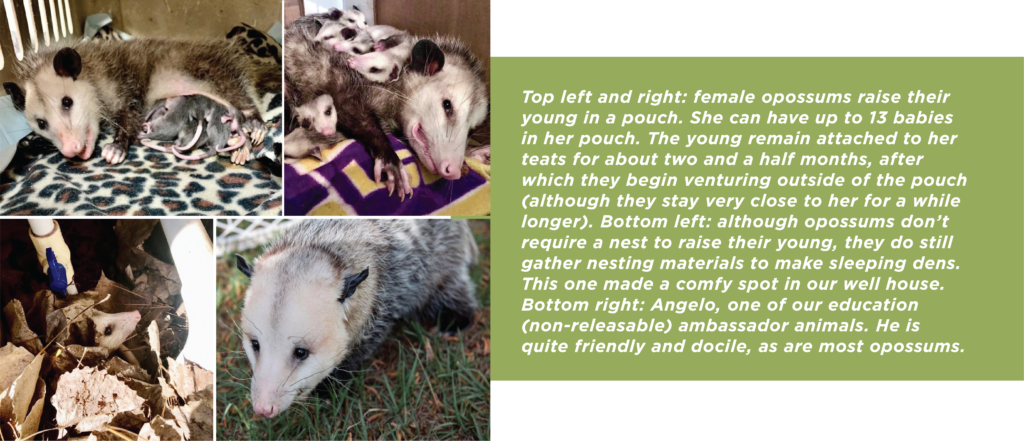 Opossums; The All-American Marsupial - Dock Line Magazine