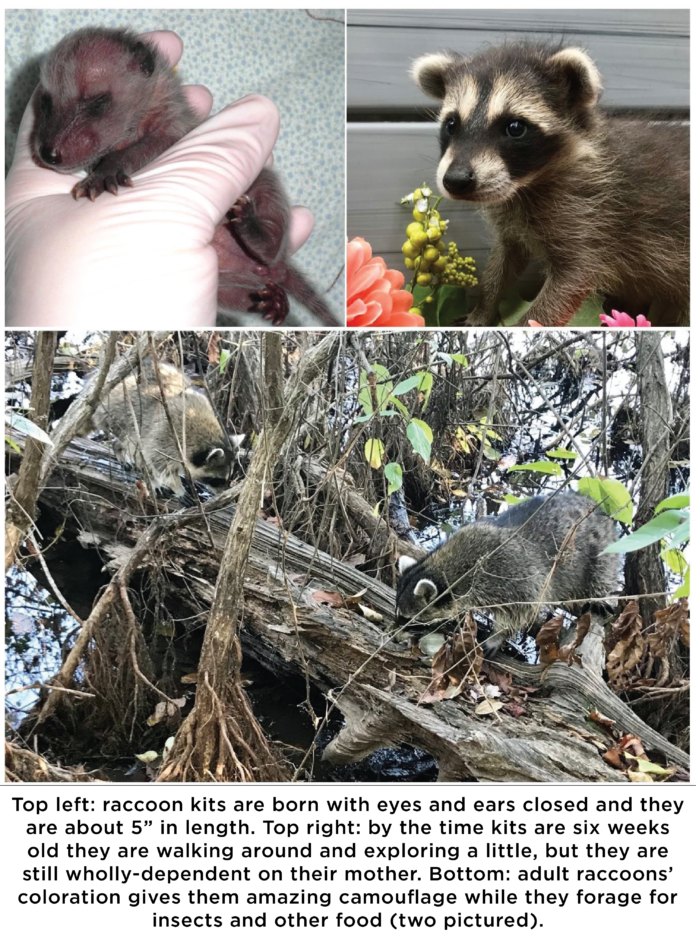 Raccoons; Clever and Mischievous - Dock Line Magazine