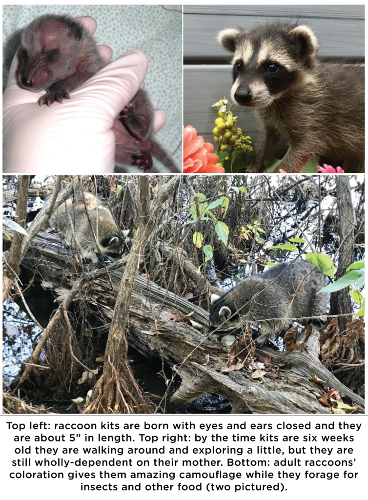 Raccoons; Clever and Mischievous - Dock Line Magazine