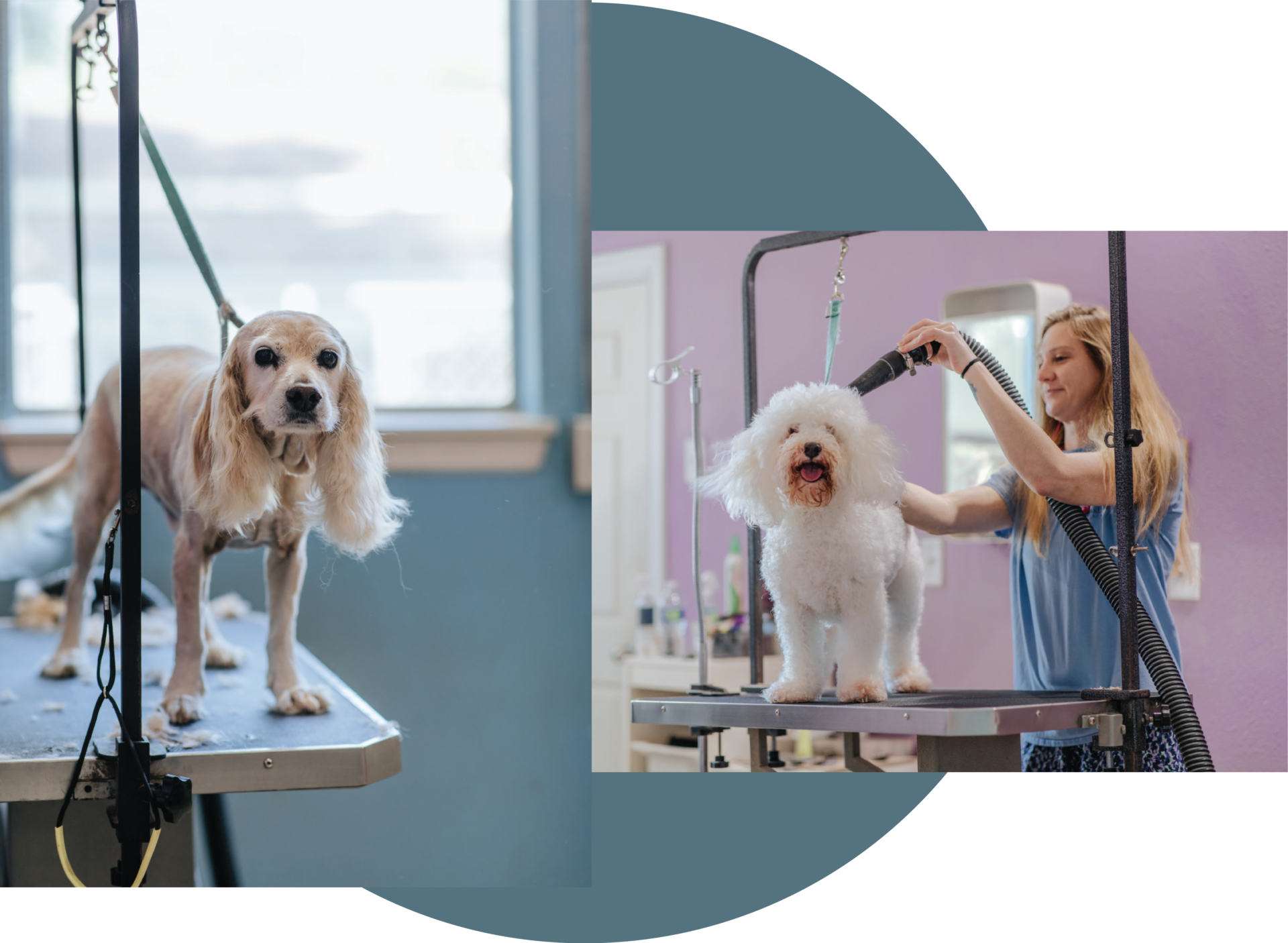 7 Things You Didn't Know about Boarding Your Pets - Dock Line Magazine