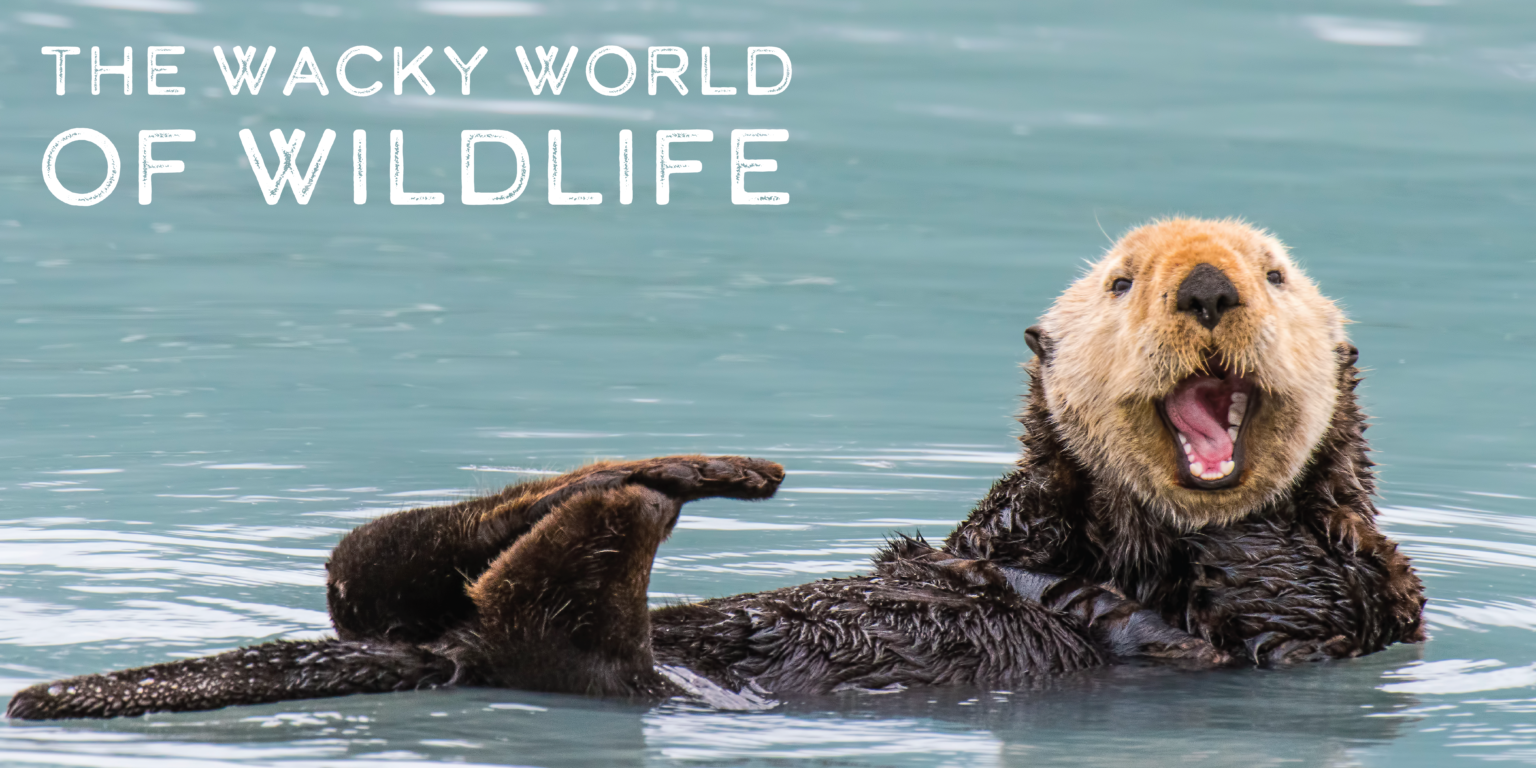 The Wacky World of Wildlife - Dock Line Magazine
