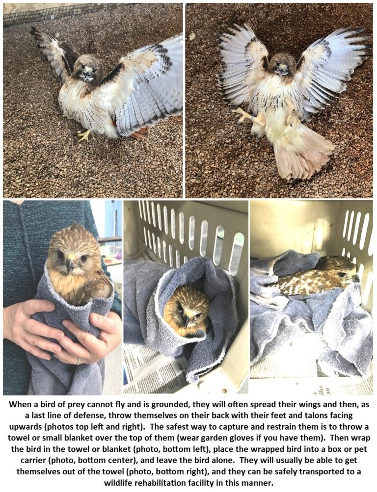 Raptor Rescue & Restraint - Dock Line Magazine