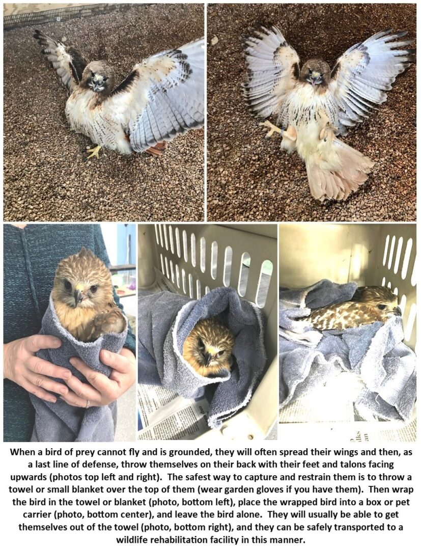 Raptor Rescue & Restraint - Dock Line Magazine