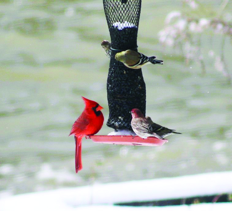 Communing with Nature: 12 Myth Busting Winter Bird Facts - Dock Line ...