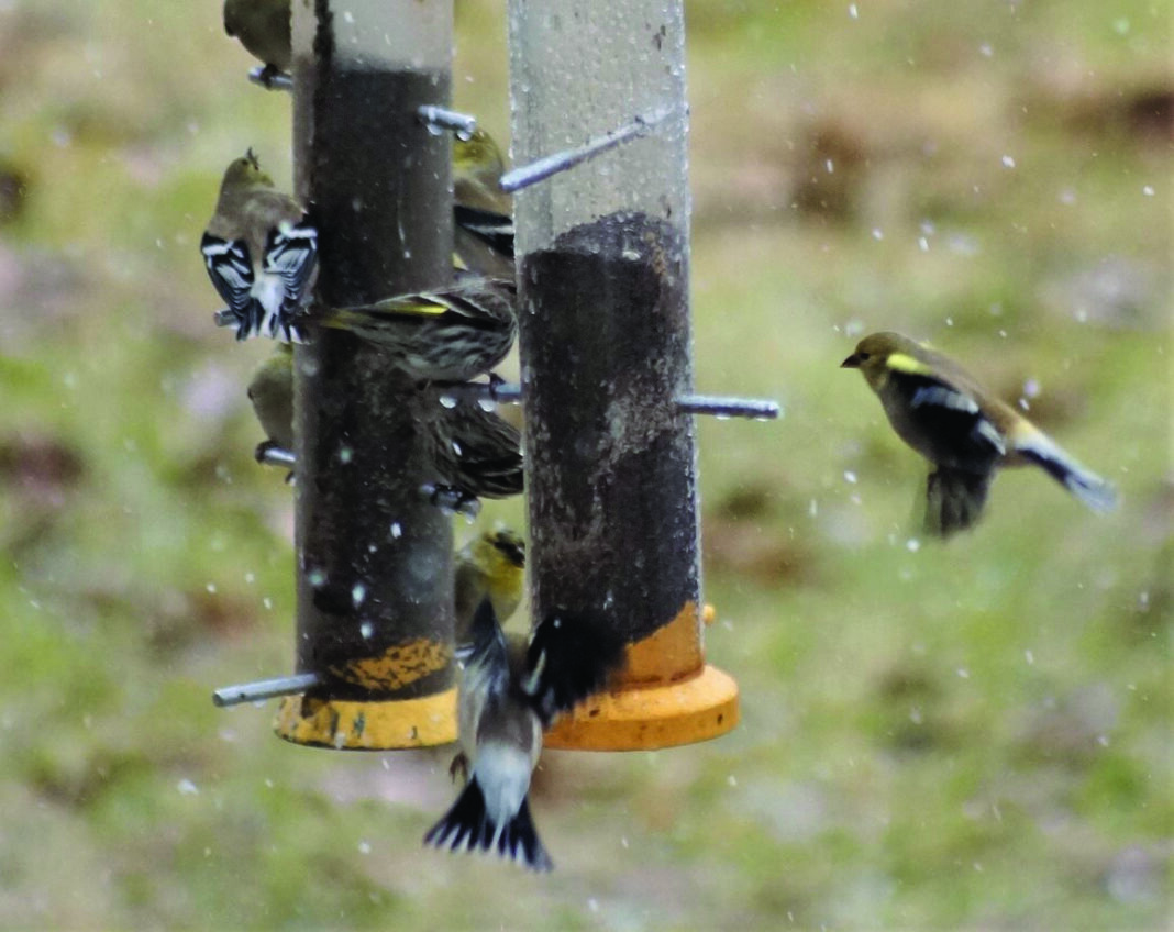 Communing with Nature: 12 Myth Busting Winter Bird Facts - Dock Line ...