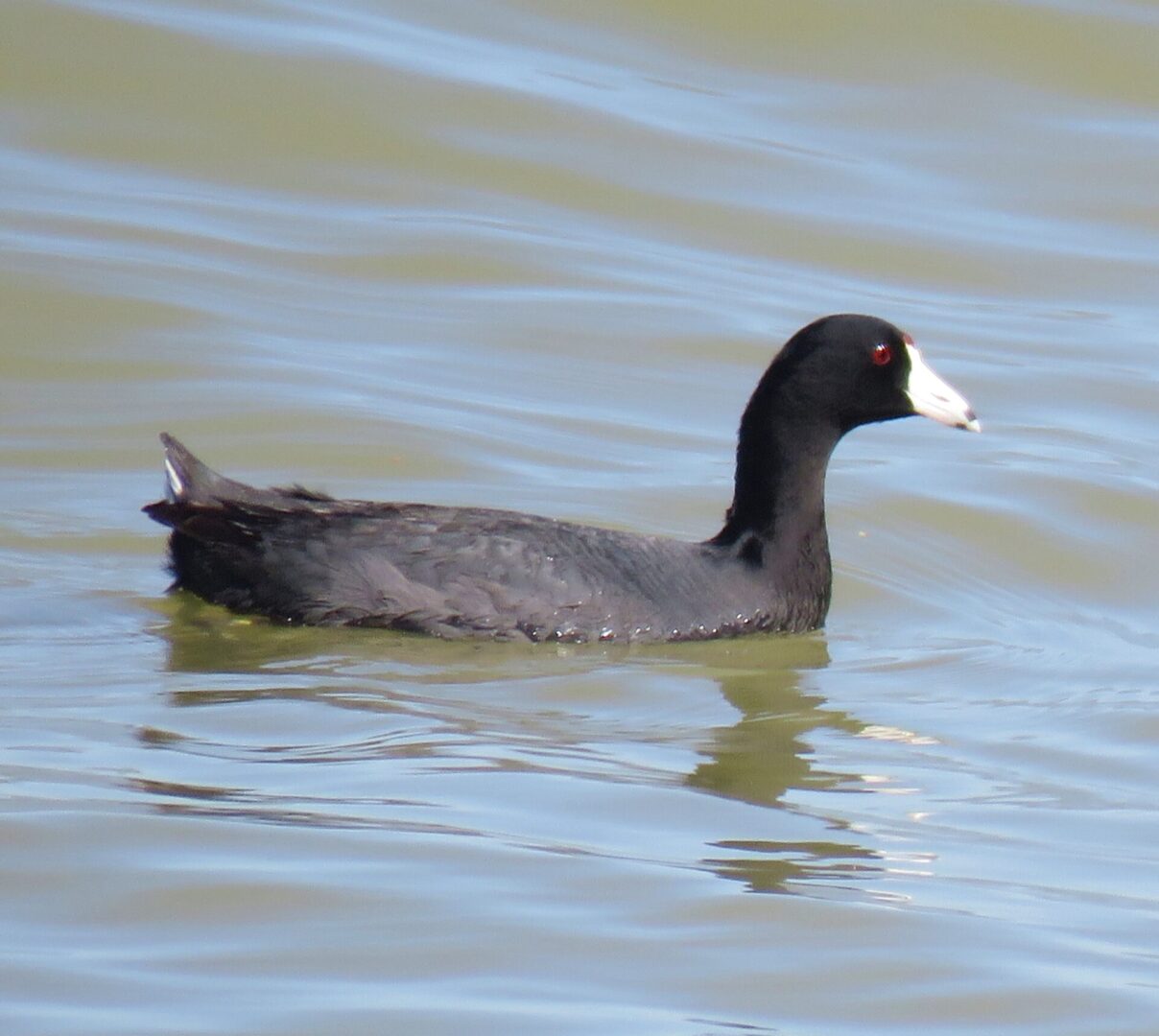 Mean as an Old Coot - Dock Line Magazine