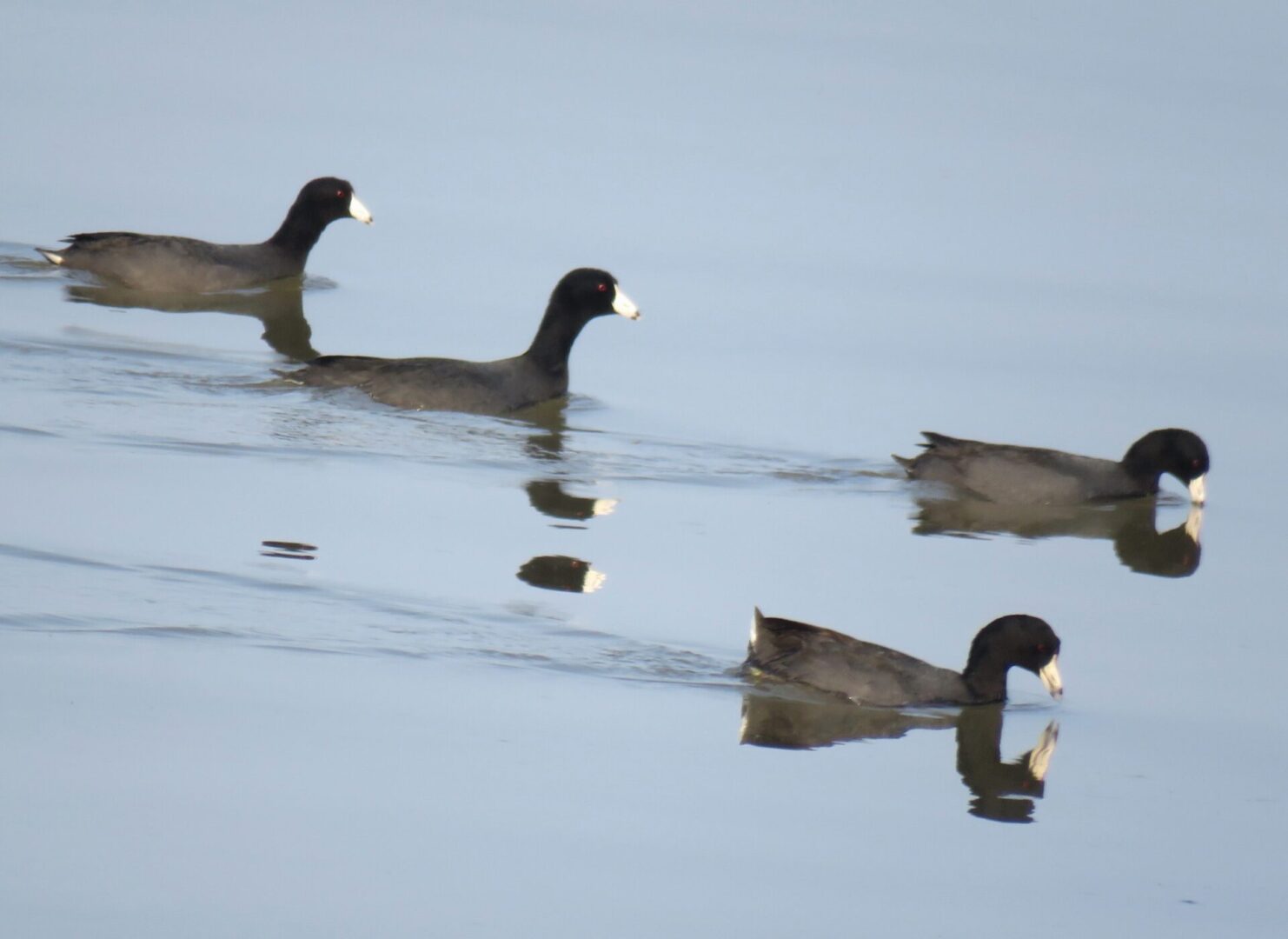 Mean as an Old Coot - Dock Line Magazine