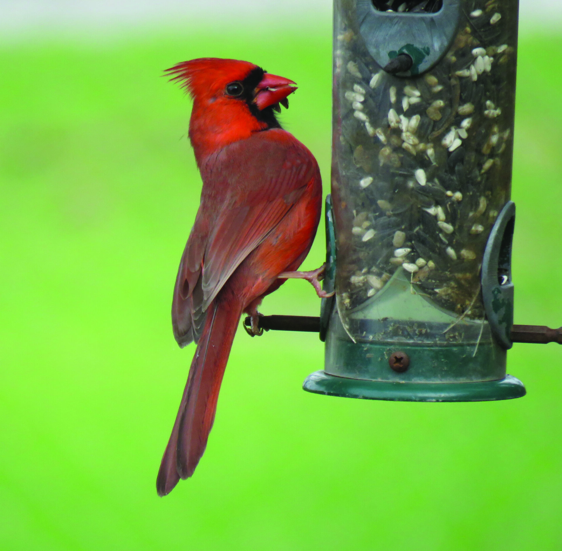 Fishing Hole Nature: Cardinals Rule! - Dock Line Magazine